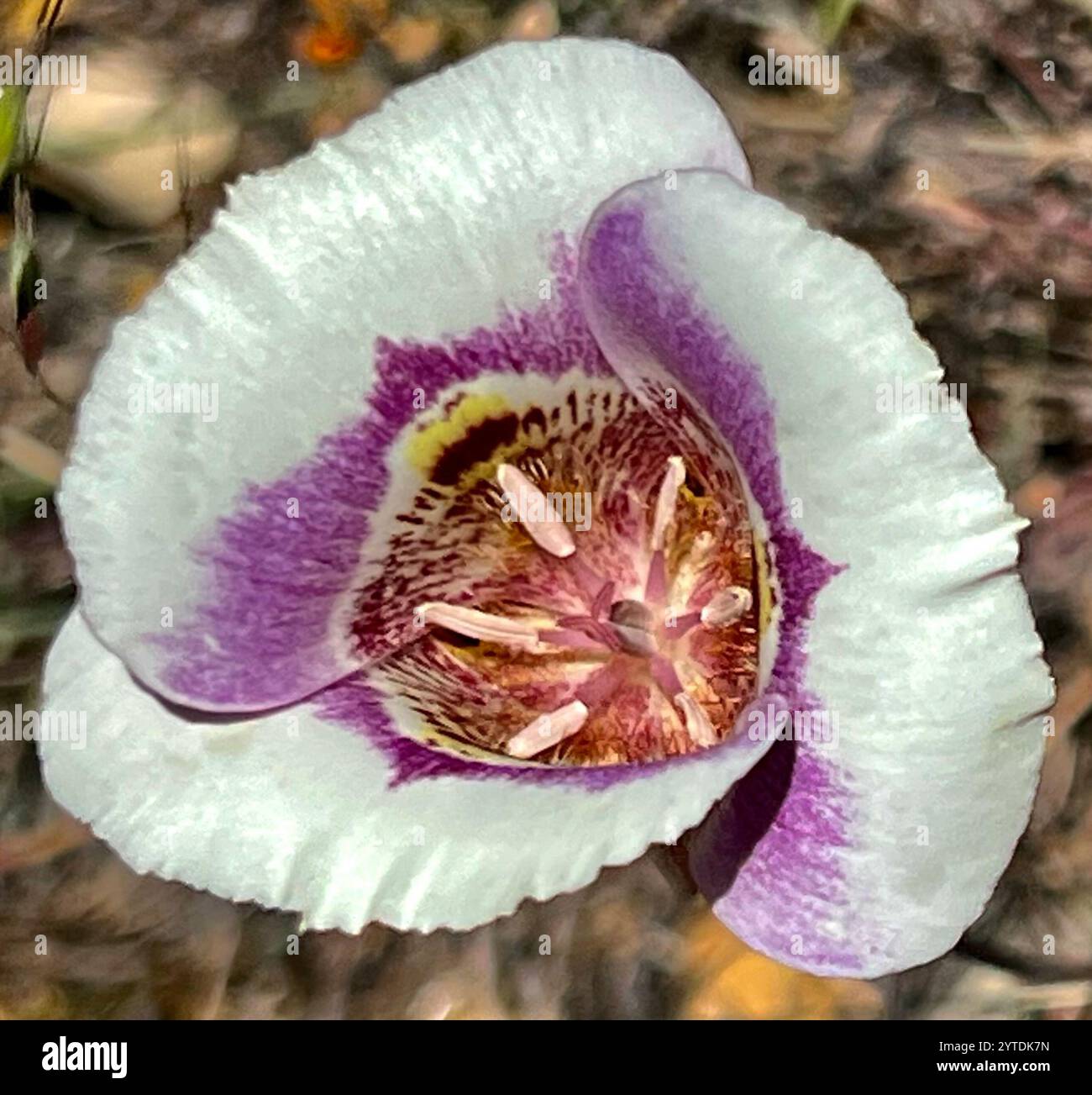 clay mariposa lily (Calochortus argillosus Stock Photo - Alamy