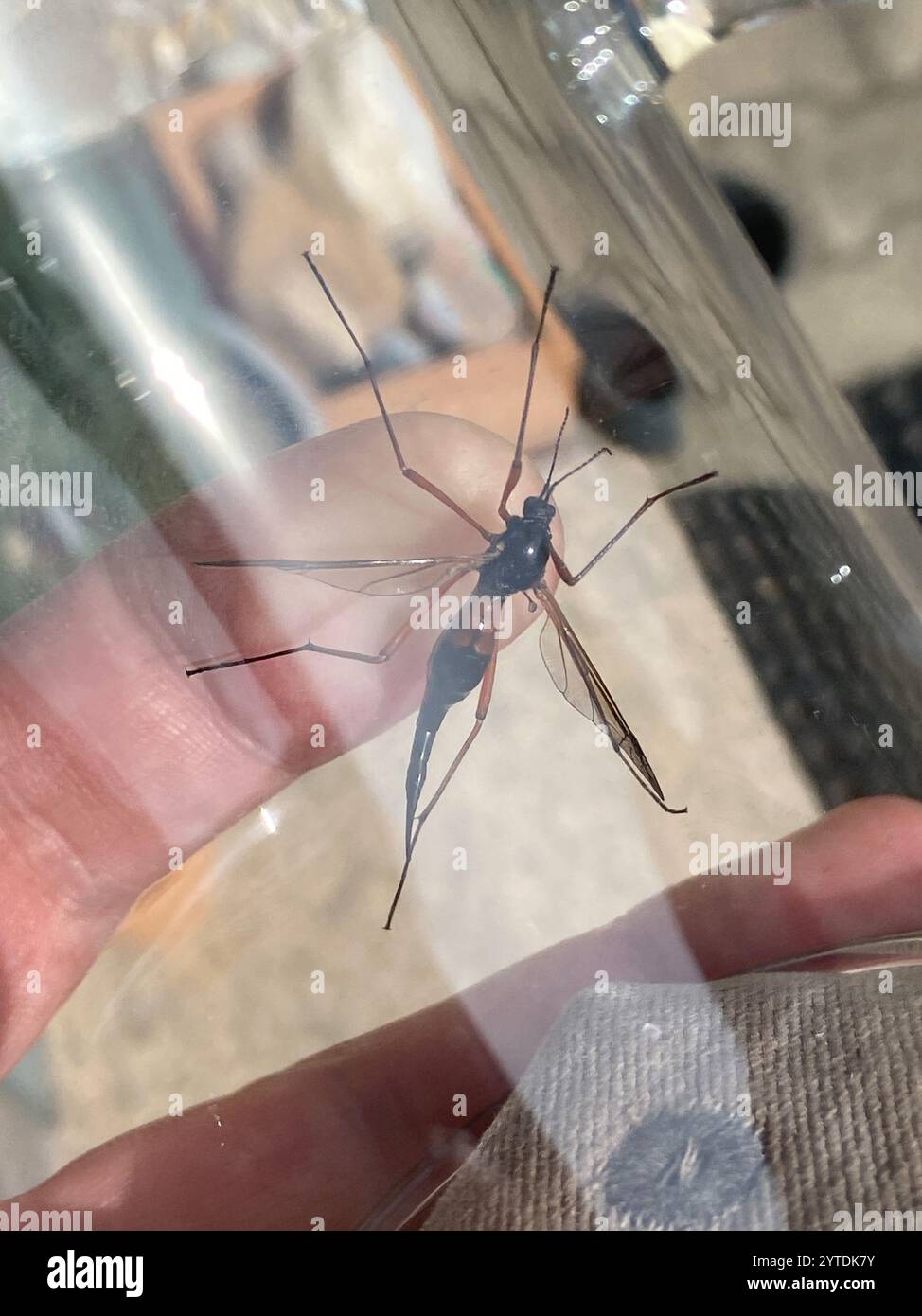 Giant Sabre Comb Horn Cranefly (Tanyptera atrata Stock Photo - Alamy