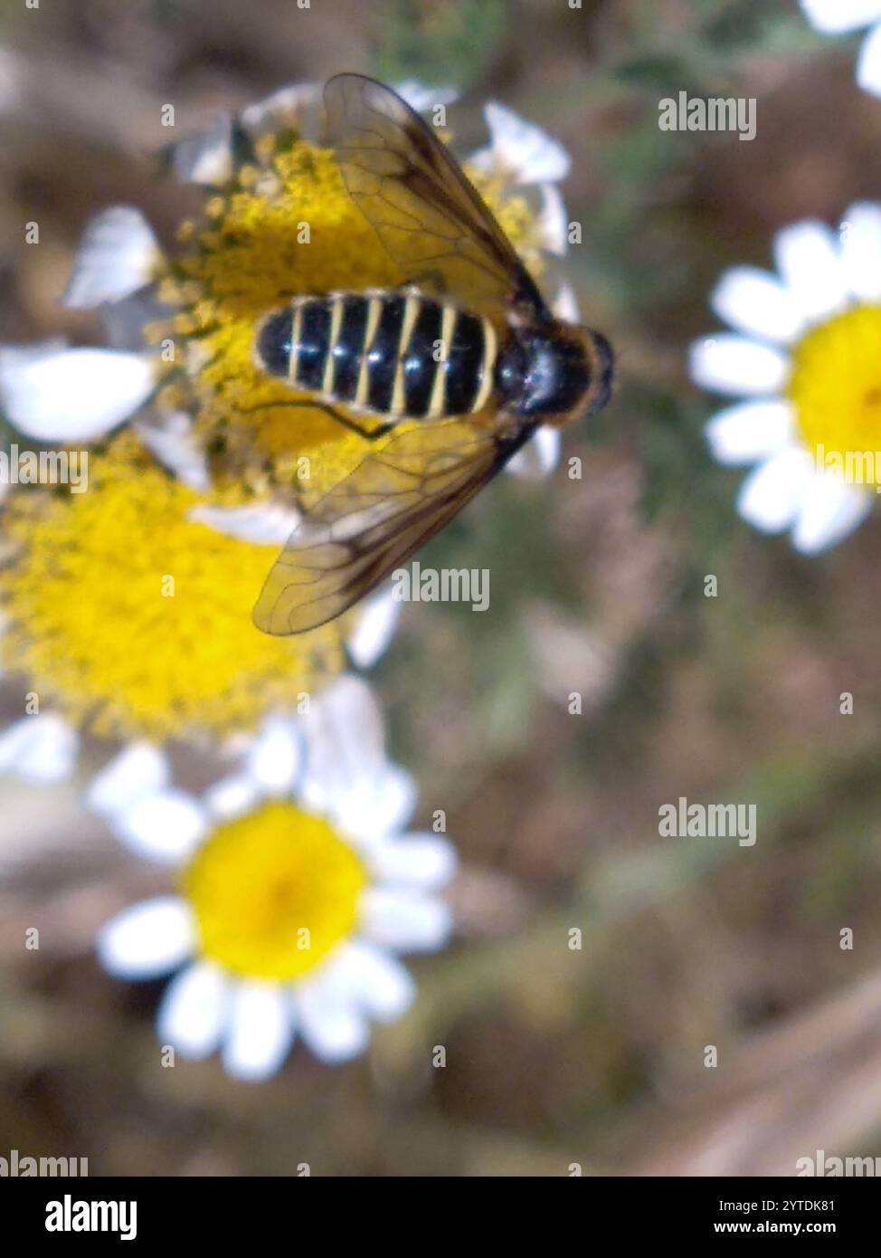 Lomate Bee Flies (Lomatia Stock Photo - Alamy