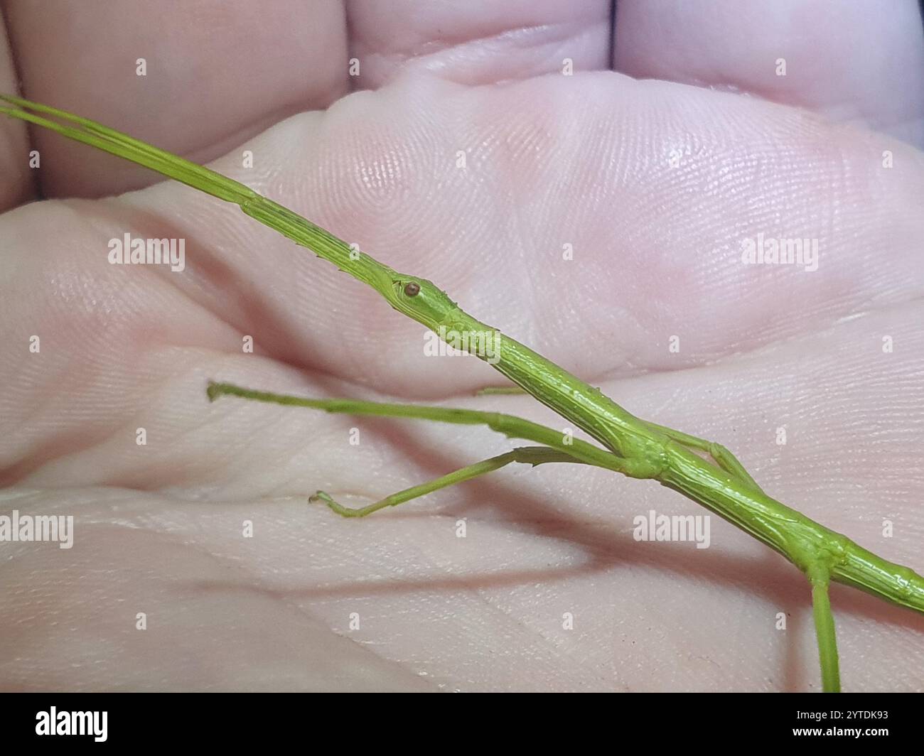 Stick Insects (Phasmida Stock Photo - Alamy