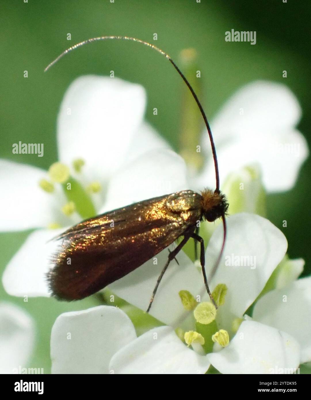 Rufimitrella hi-res stock photography and images - Alamy