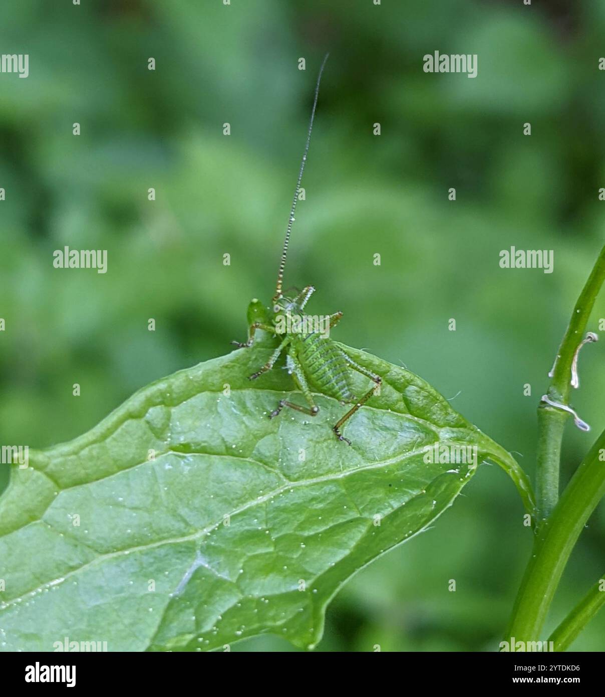 Common Saw Bush-cricket (Barbitistes serricauda Stock Photo - Alamy