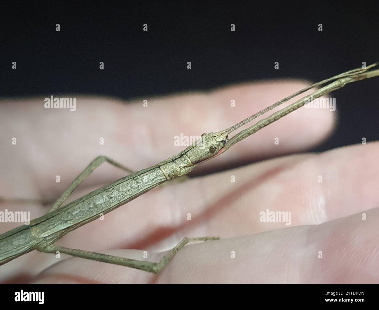 Stick Insects (Phasmida Stock Photo - Alamy
