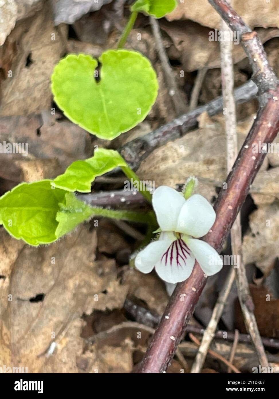 kidneyleaf white violet (Viola renifolia Stock Photo - Alamy