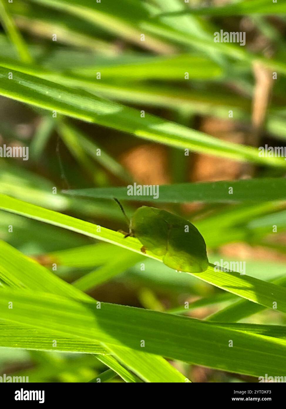 Green Tortoise Beetle (Cassida viridis Stock Photo - Alamy