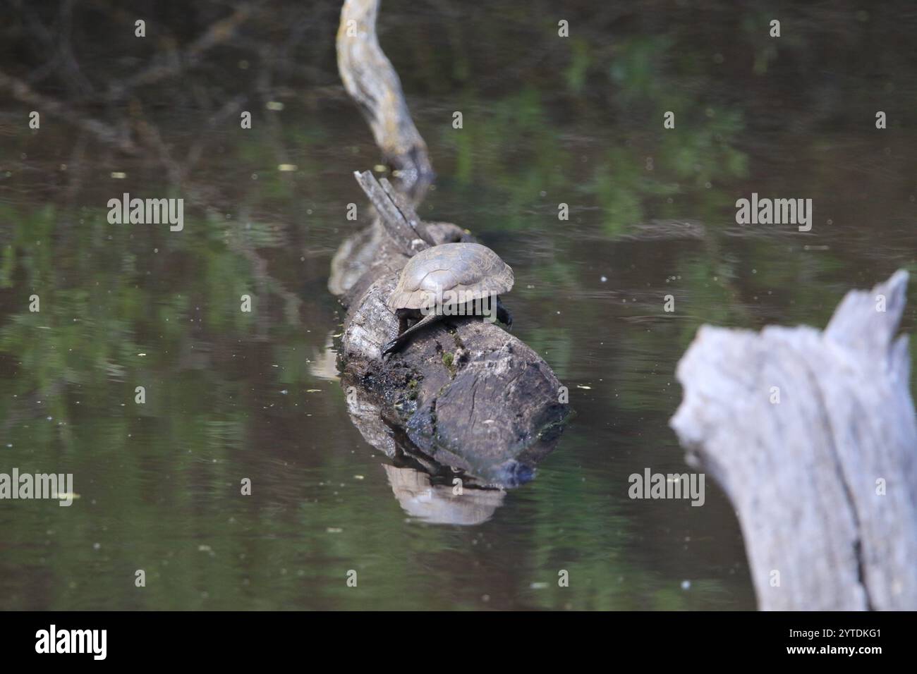 Western Pond Turtle (Actinemys marmorata Stock Photo - Alamy