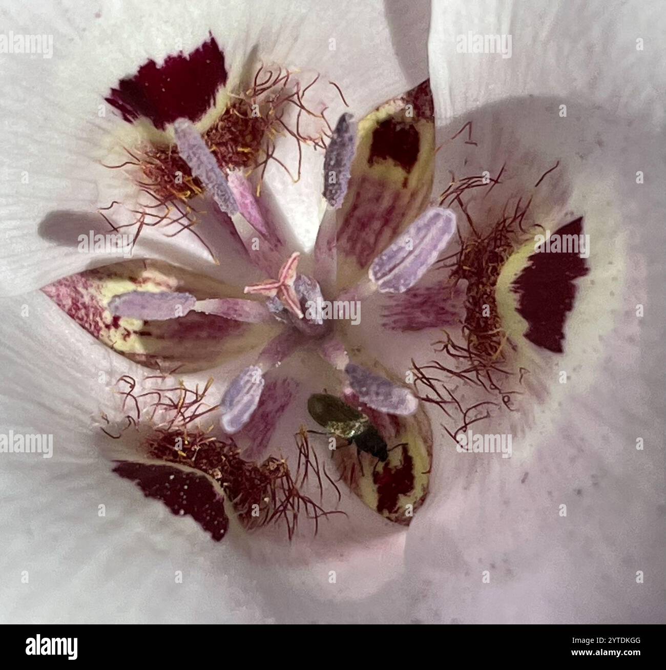 clay mariposa lily (Calochortus argillosus Stock Photo - Alamy