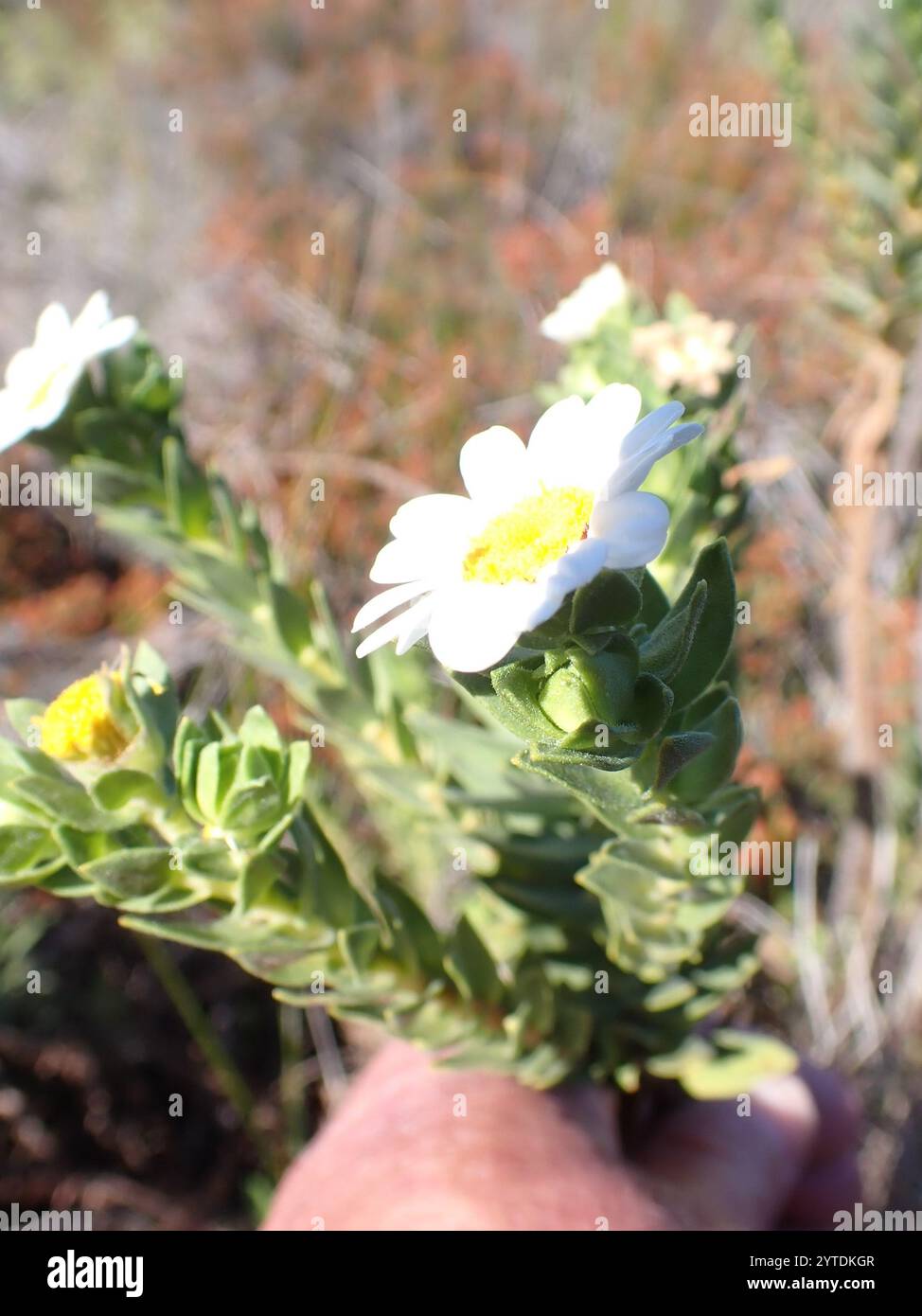 Swamp Daisy (Osmitopsis asteriscoides Stock Photo - Alamy