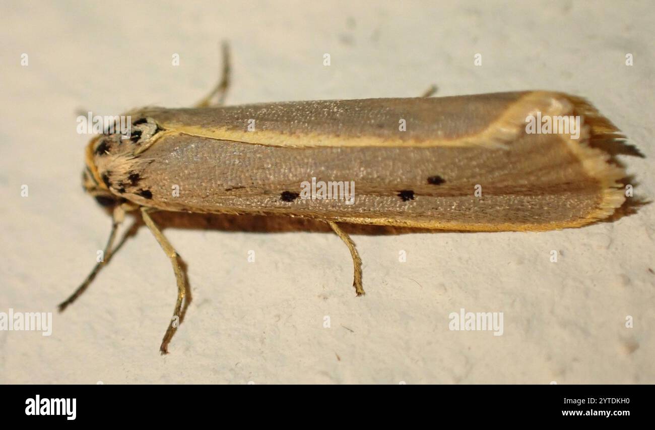 Lichen Moths (Lithosiini Stock Photo - Alamy