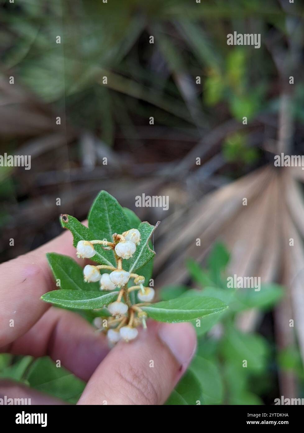 coastal plain staggerbush (Lyonia fruticosa Stock Photo - Alamy