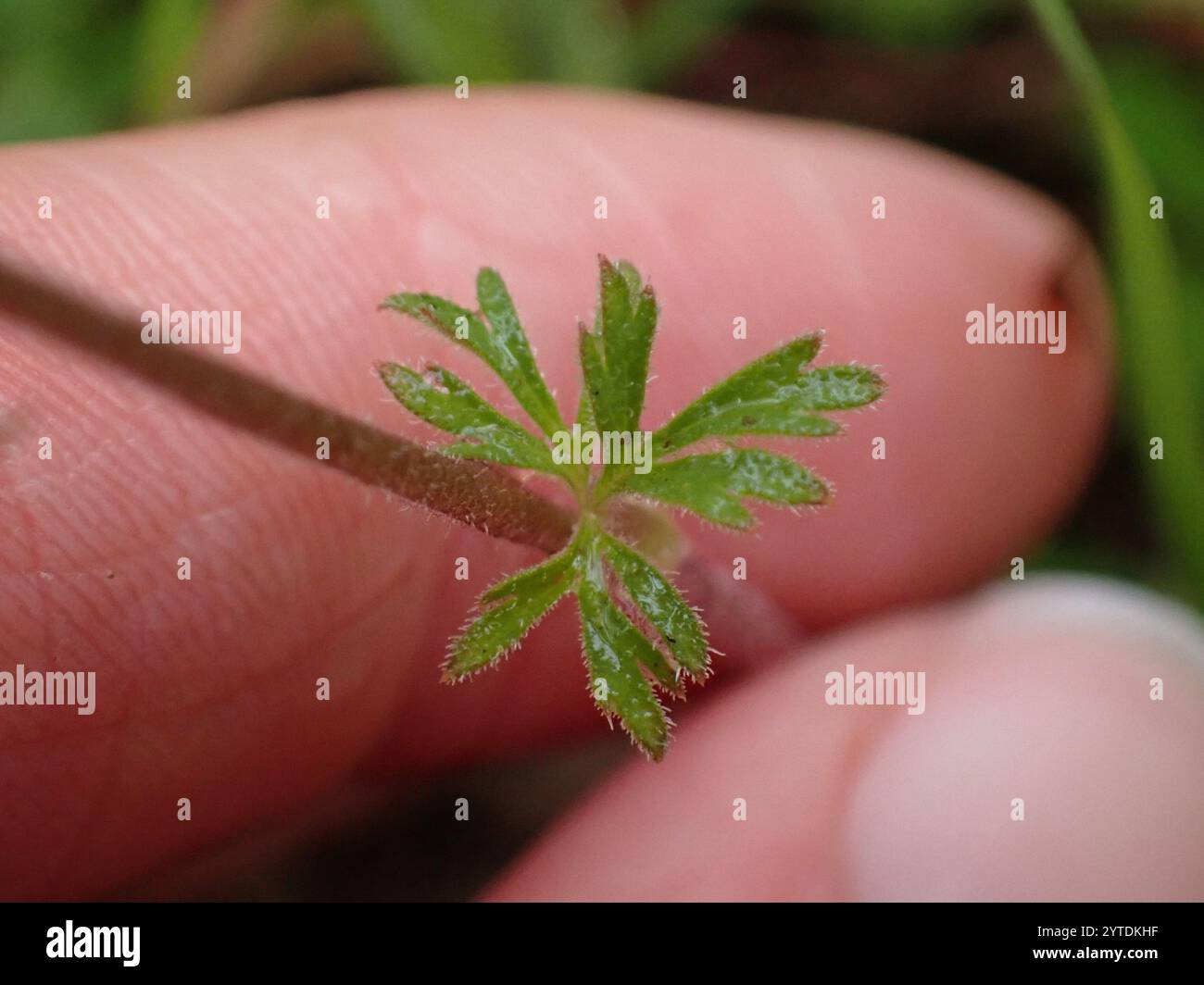 smallflower woodland star (Lithophragma parviflorum Stock Photo - Alamy