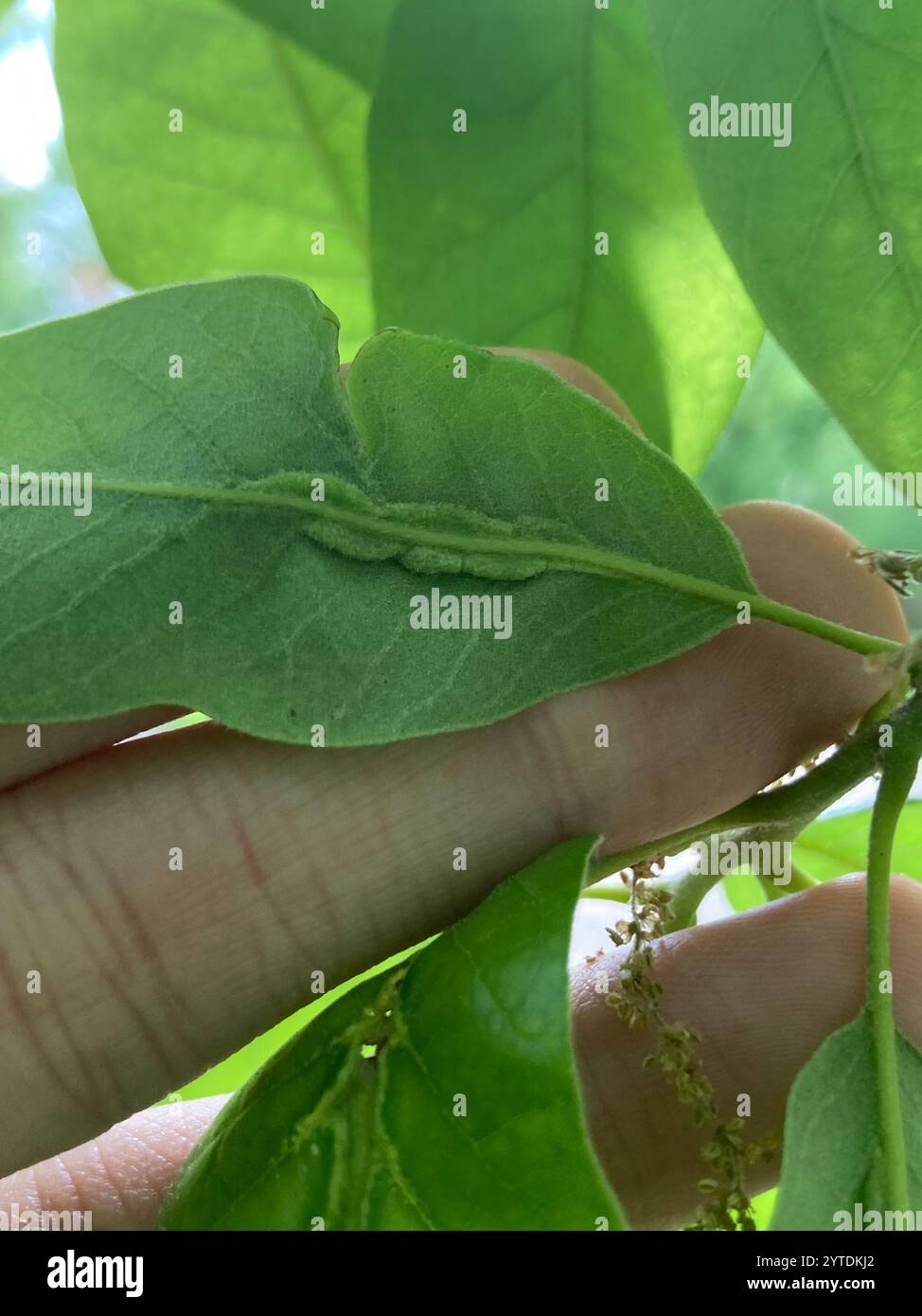 Contarinia hi-res stock photography and images - Alamy