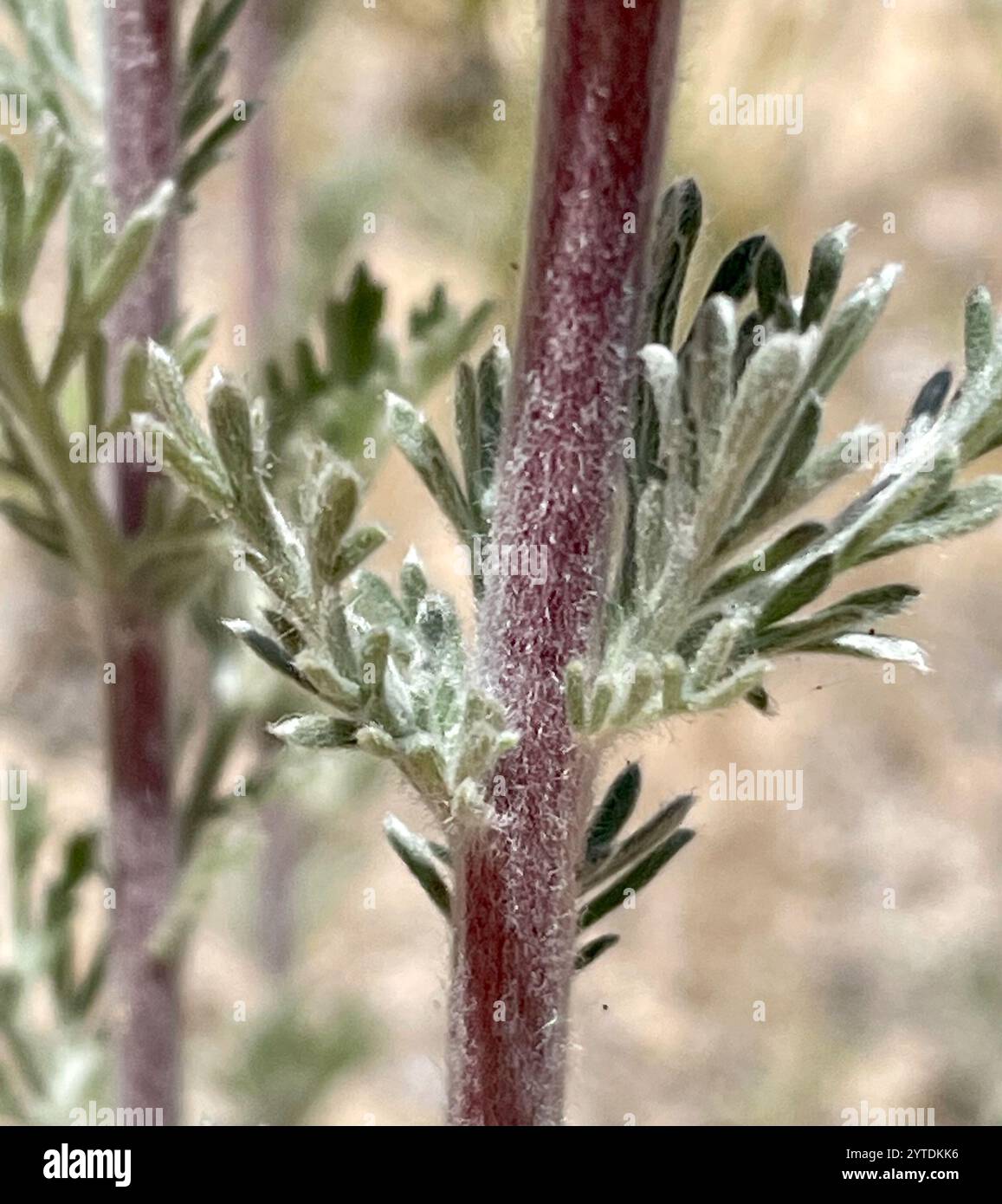 coastal sagewort (Artemisia pycnocephala Stock Photo - Alamy
