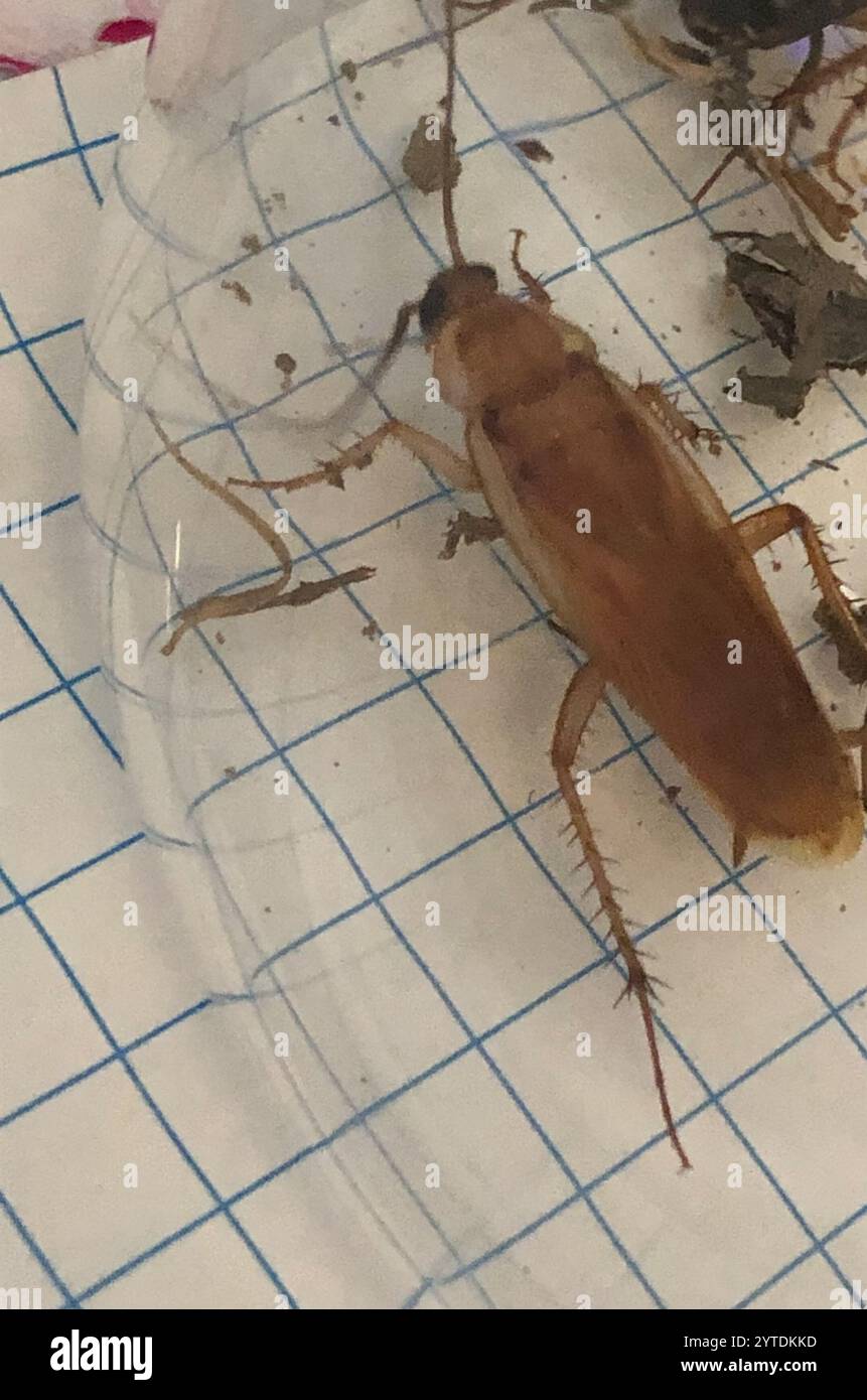 Turkestan Cockroach (Periplaneta lateralis Stock Photo - Alamy