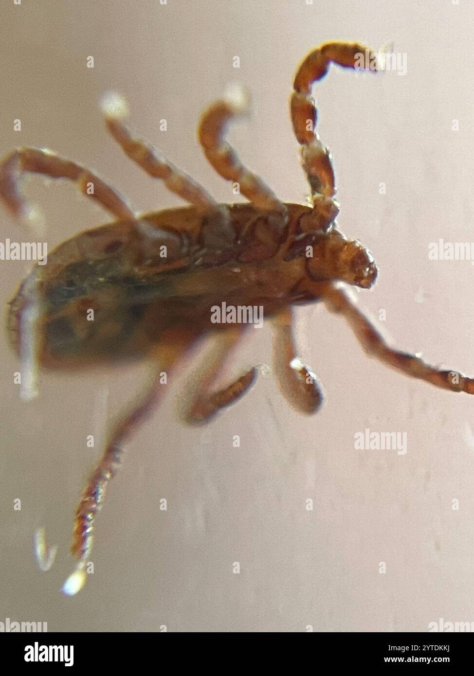 Pacific Coast Tick (Dermacentor occidentalis Stock Photo - Alamy