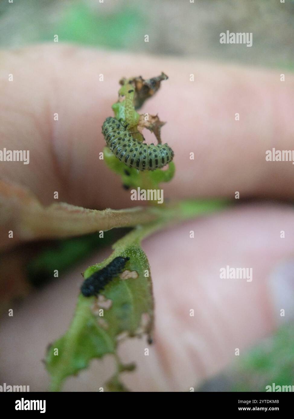 Viburnum Leaf Beetle (Pyrrhalta viburni Stock Photo - Alamy