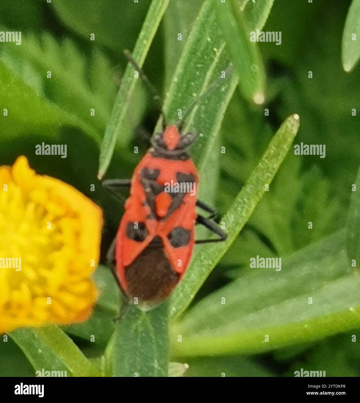 Spotted Firebug (Corizus hyoscyami Stock Photo - Alamy