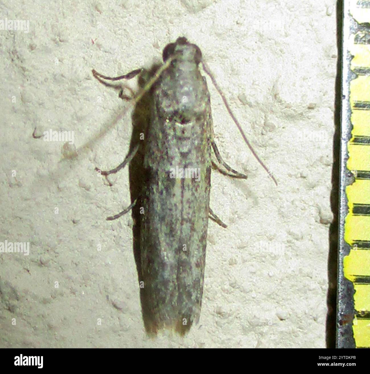 Butterflies and Moths (Lepidoptera Stock Photo - Alamy