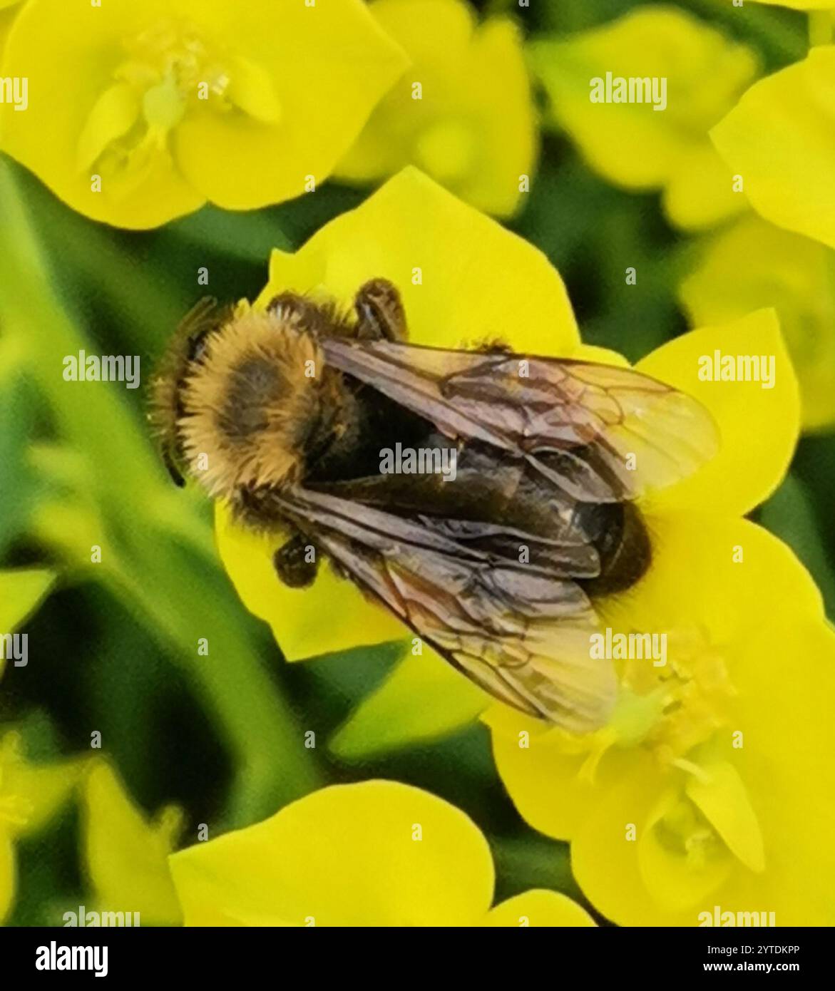 Clark's Mining Bee (Andrena clarkella Stock Photo - Alamy