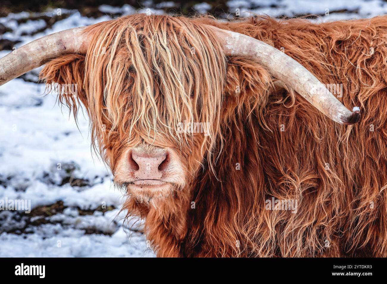 Bad hair day -Portriat of a brown Highland cow in the snow Stock Photo ...