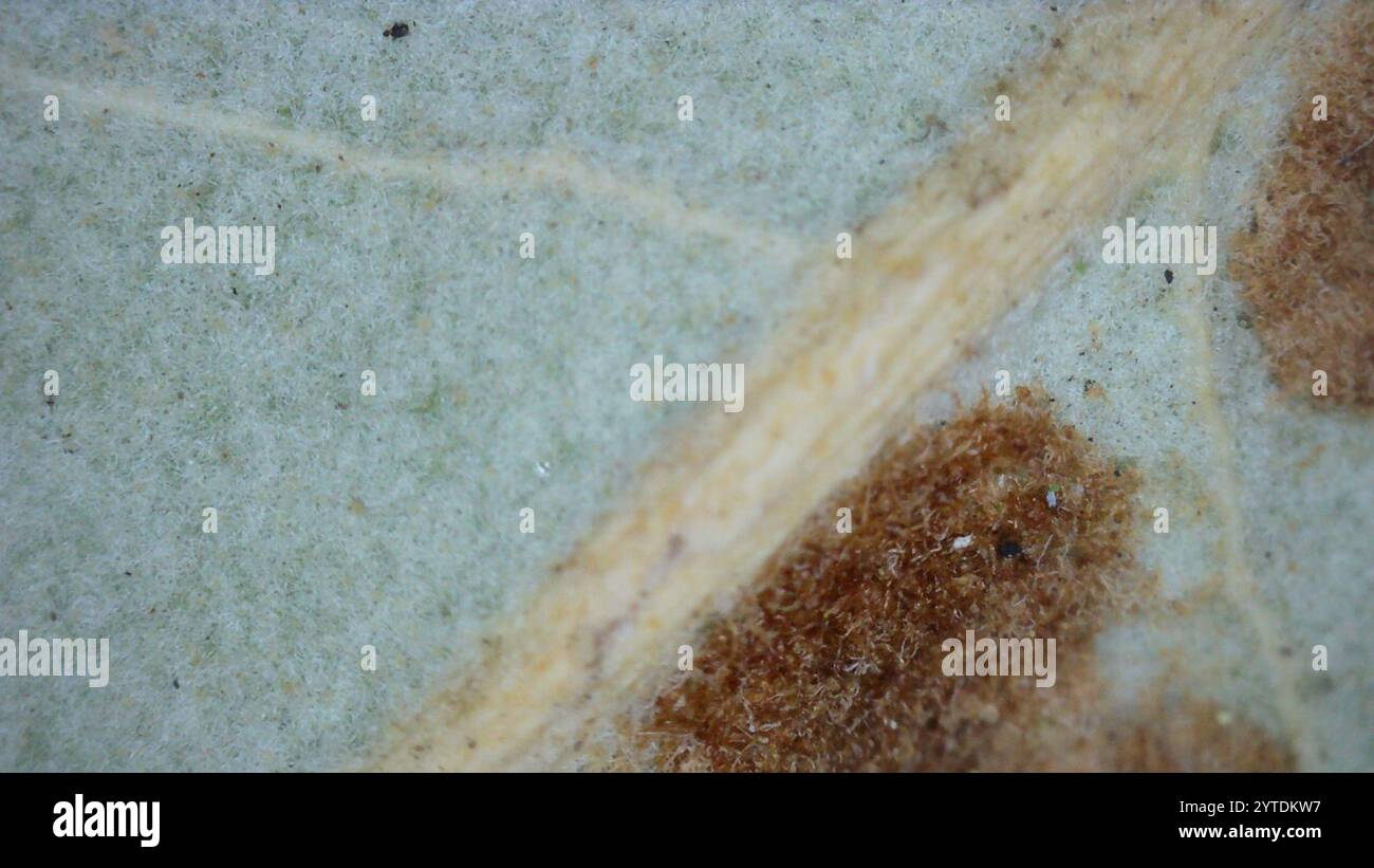 Holm Oak Felt Gall Mite (Aceria ilicis Stock Photo - Alamy