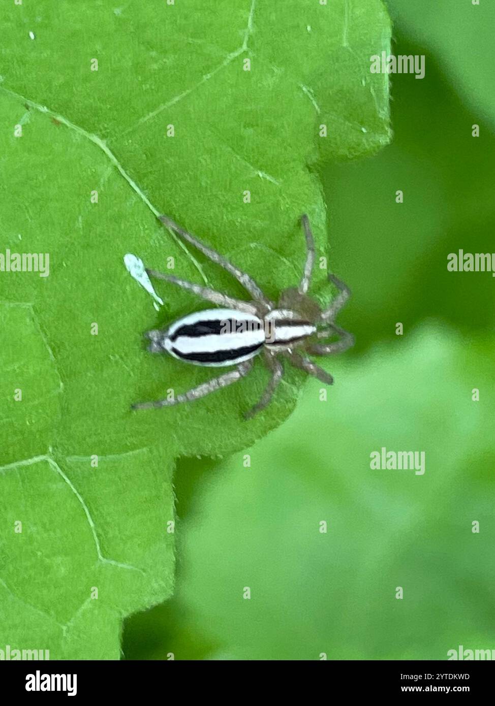 Two-lined Stealthy Ground Spider (Cesonia bilineata Stock Photo - Alamy
