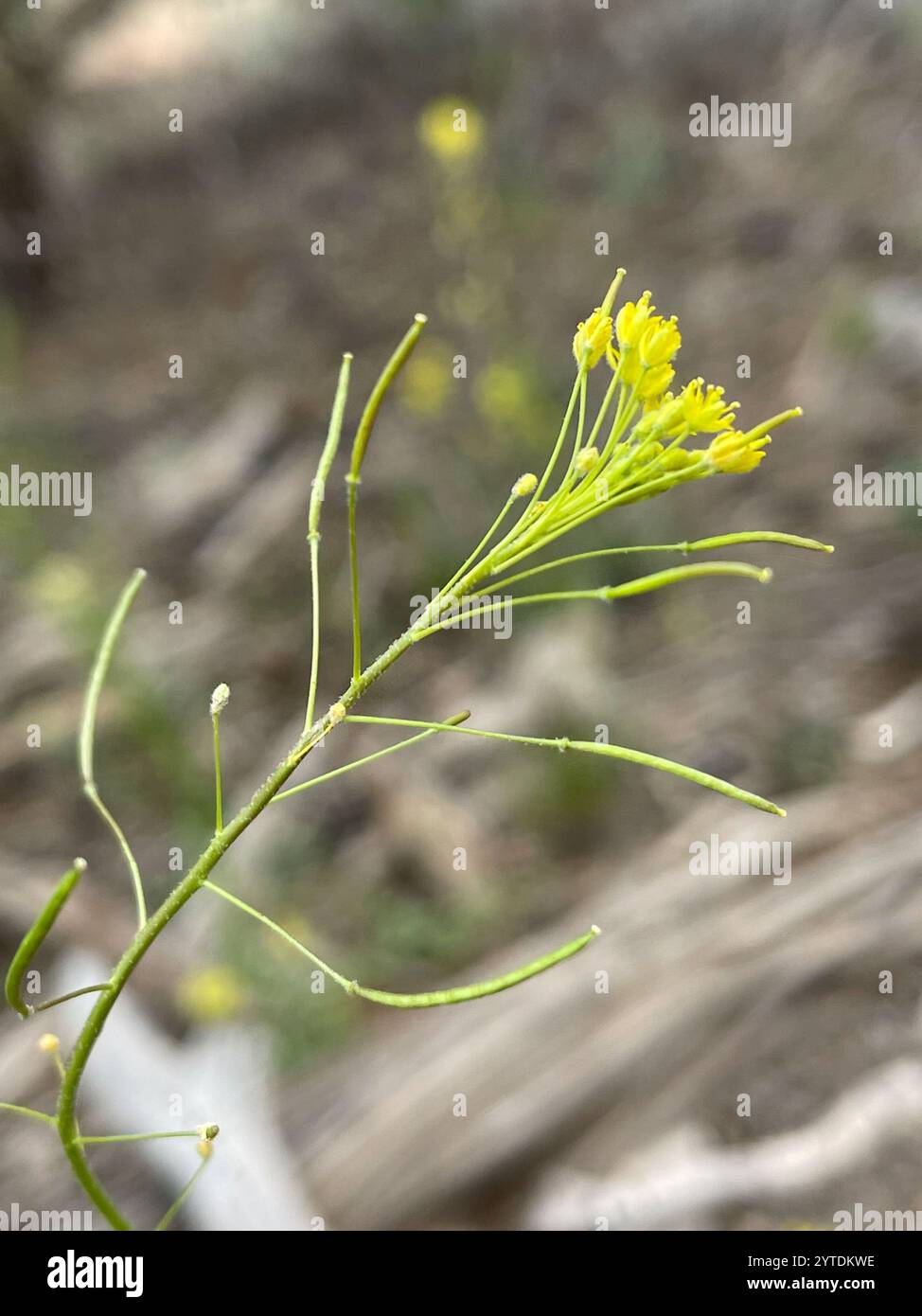 Western Tansymustard (Descurainia pinnata Stock Photo - Alamy