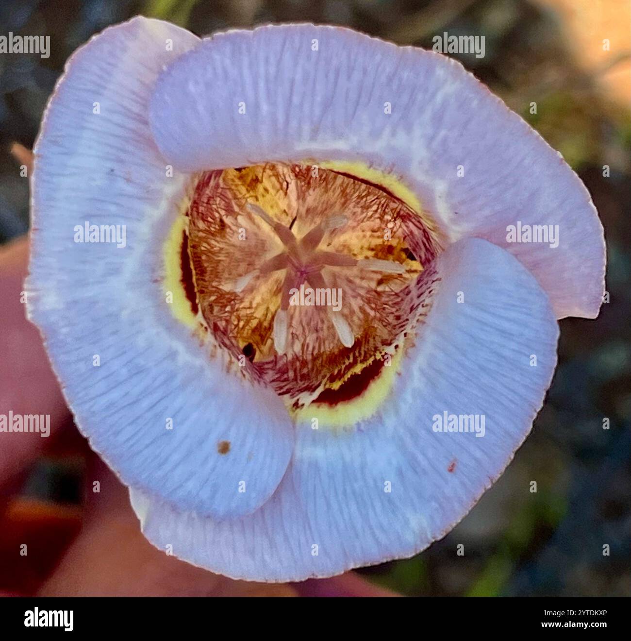 clay mariposa lily (Calochortus argillosus Stock Photo - Alamy