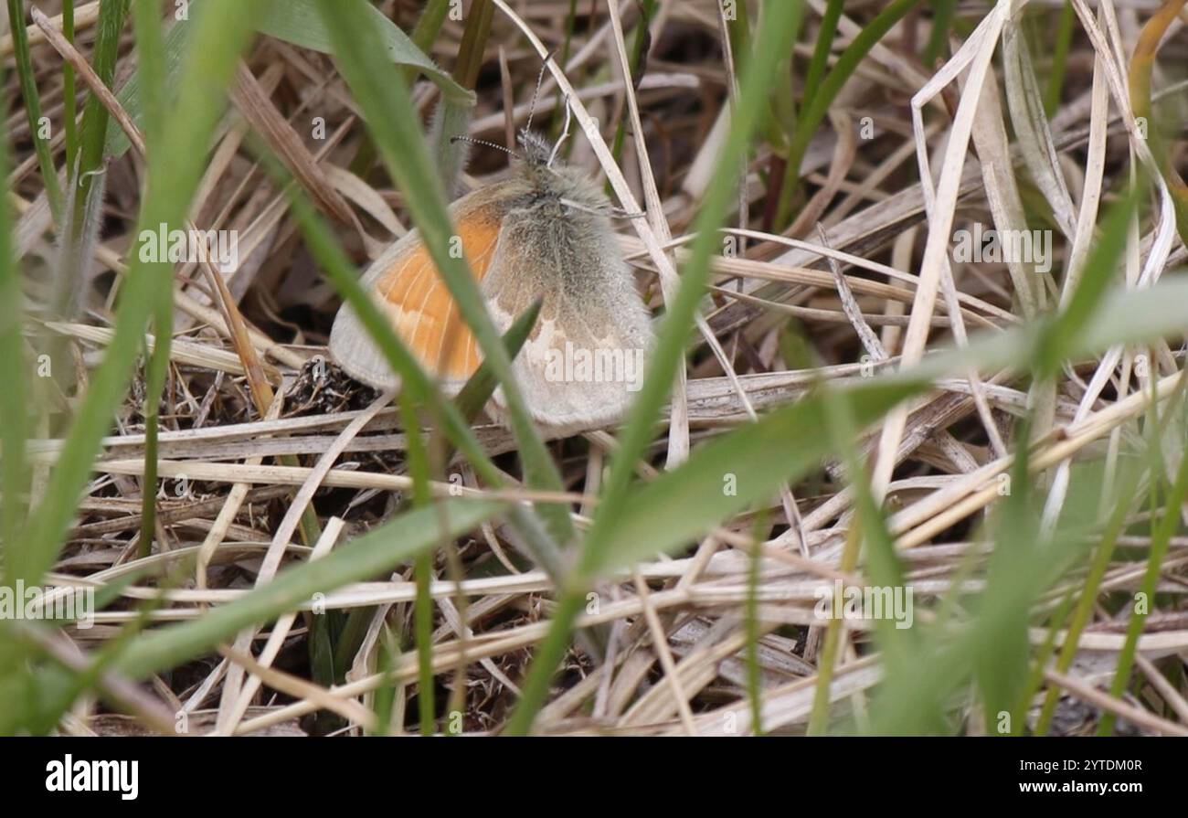 Common Ringlet (Coenonympha california Stock Photo - Alamy