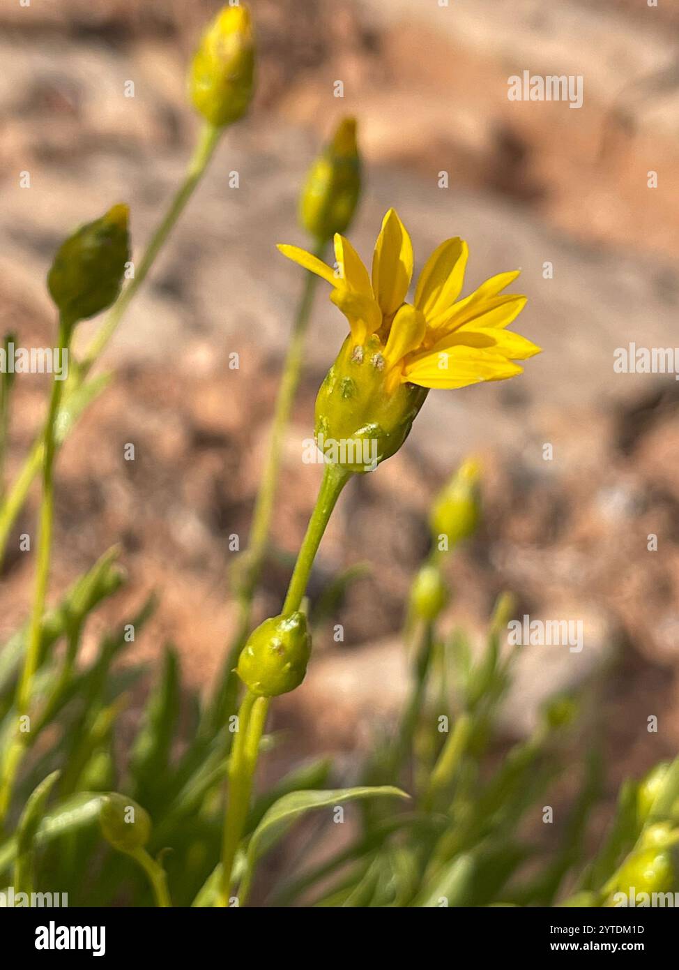 Thrift Mock Goldenweed (Stenotus armerioides Stock Photo - Alamy