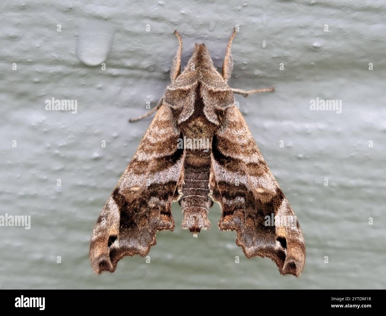 Lettered Sphinx (Deidamia inscriptum Stock Photo - Alamy