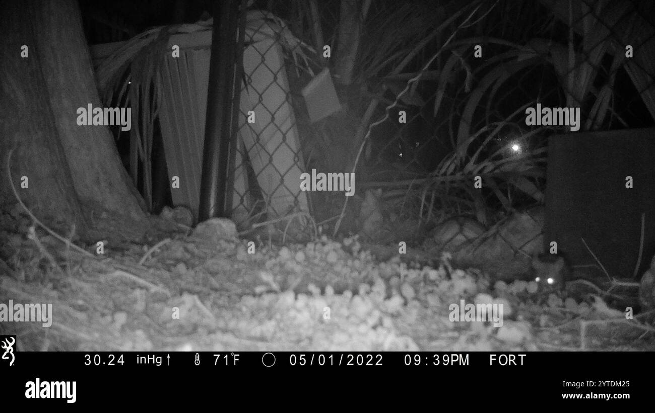 Mice, Rats, and Hamsters (Myomorpha Stock Photo - Alamy