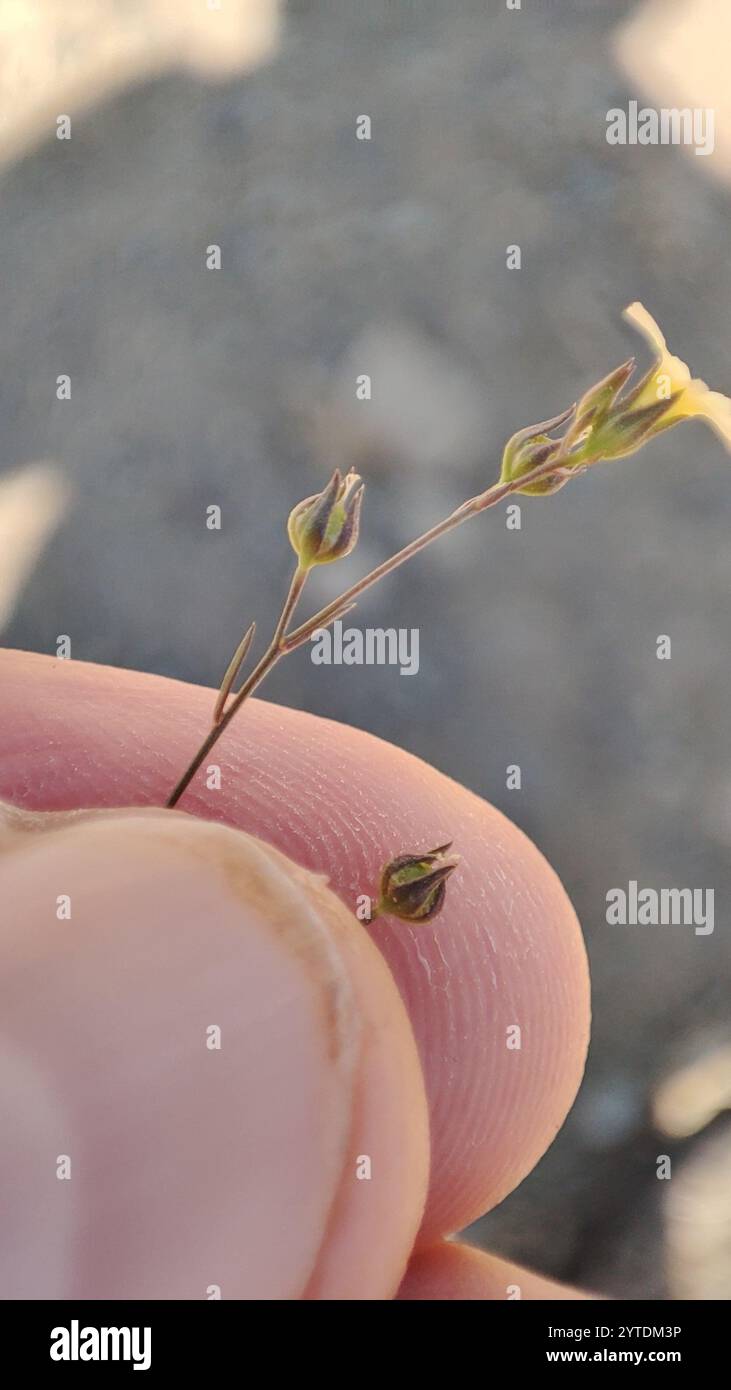 Linum trigynum hi-res stock photography and images - Alamy