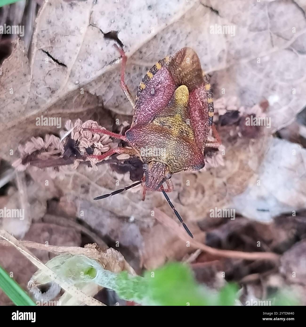 Black-shouldered Shieldbug (Carpocoris purpureipennis Stock Photo - Alamy