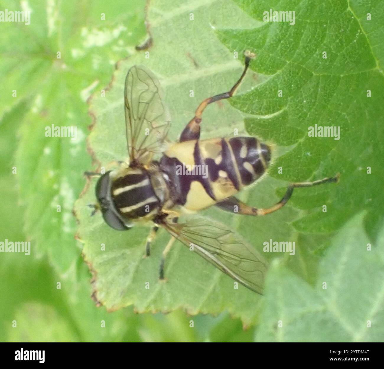Sun Fly (Helophilus pendulus Stock Photo - Alamy