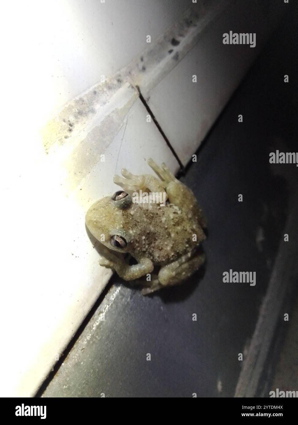 Argentine Snouted Tree Frog (Scinax granulatus Stock Photo - Alamy