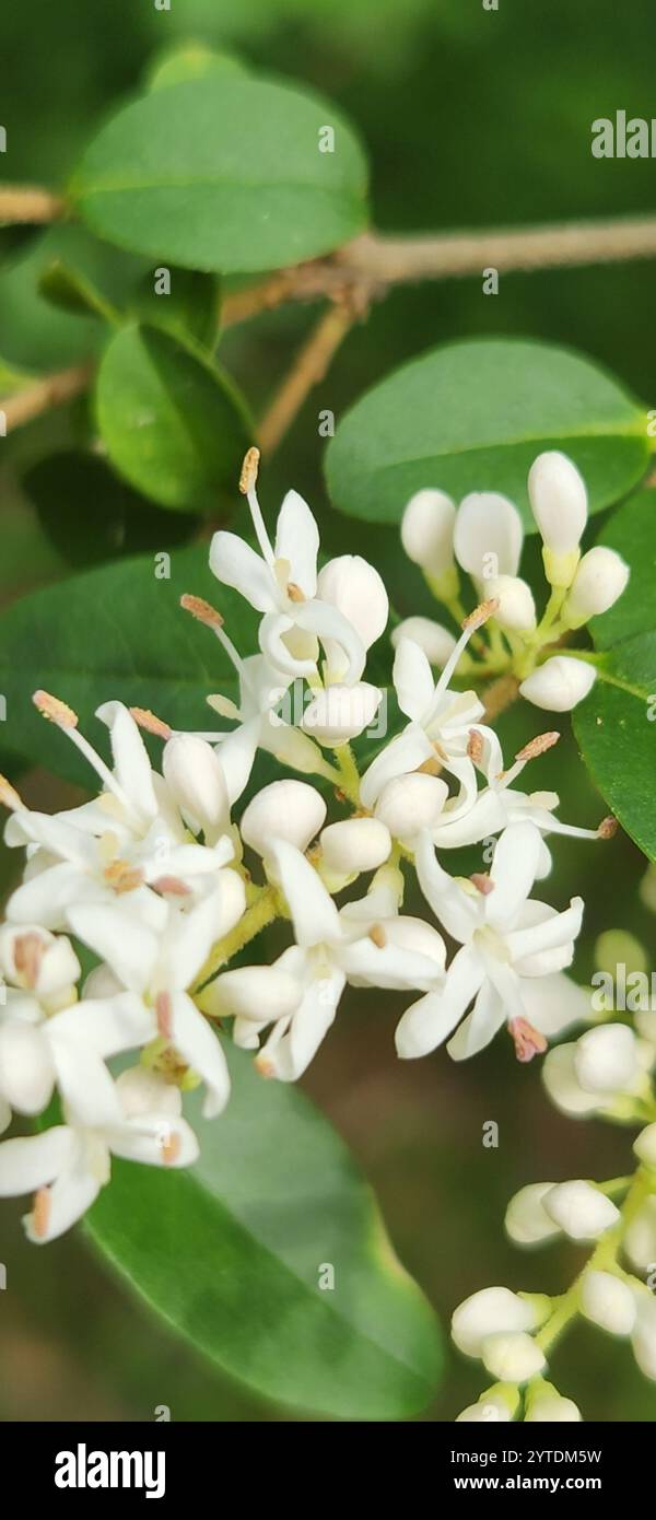 Chinese privet (Ligustrum sinense Stock Photo - Alamy