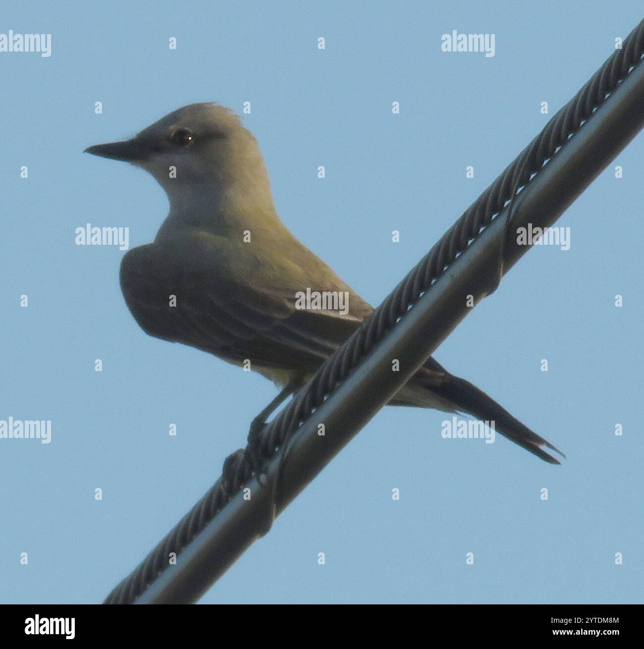 Western Kingbird (Tyrannus verticalis Stock Photo - Alamy
