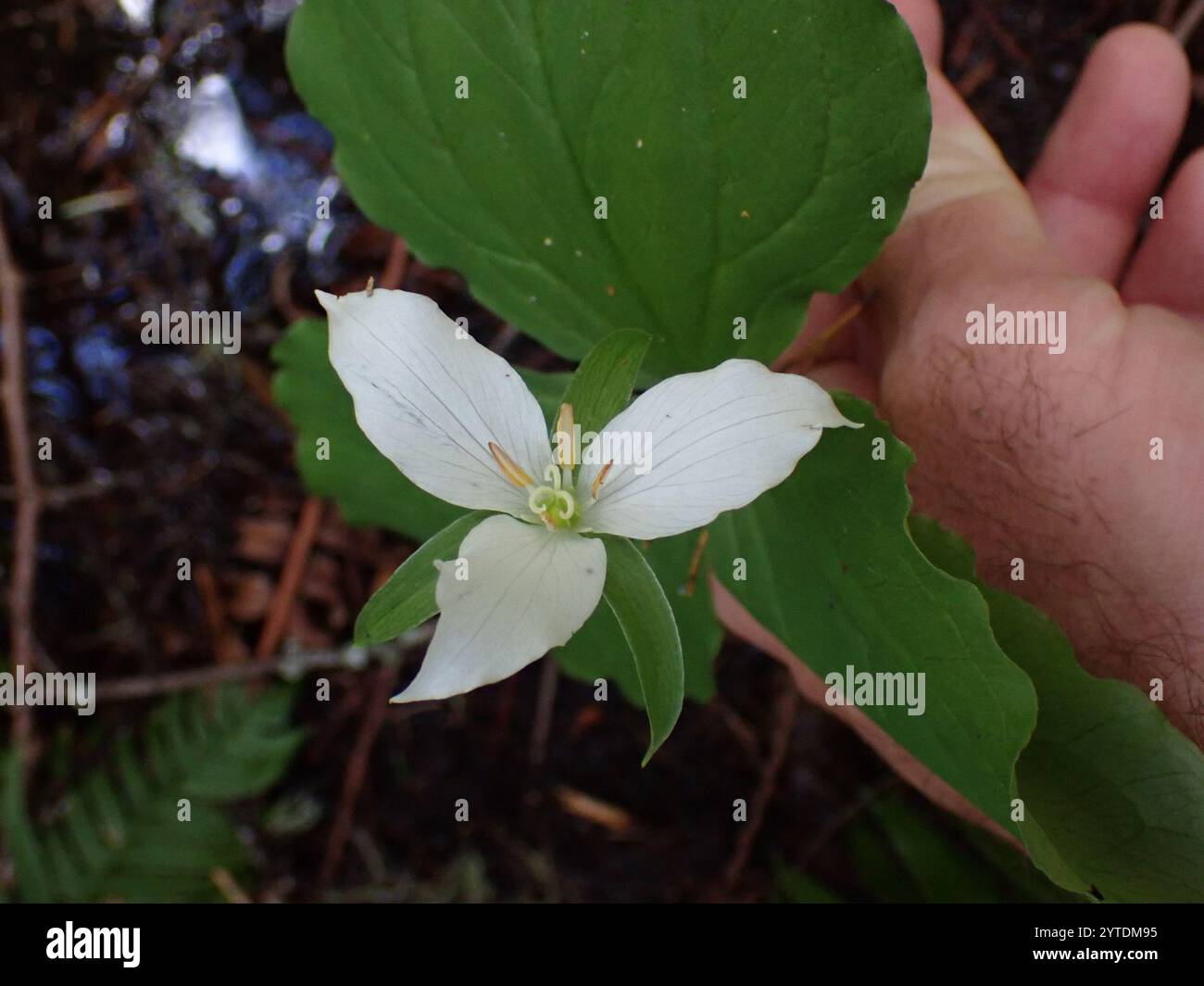 Pacific trillium (Trillium ovatum Stock Photo - Alamy