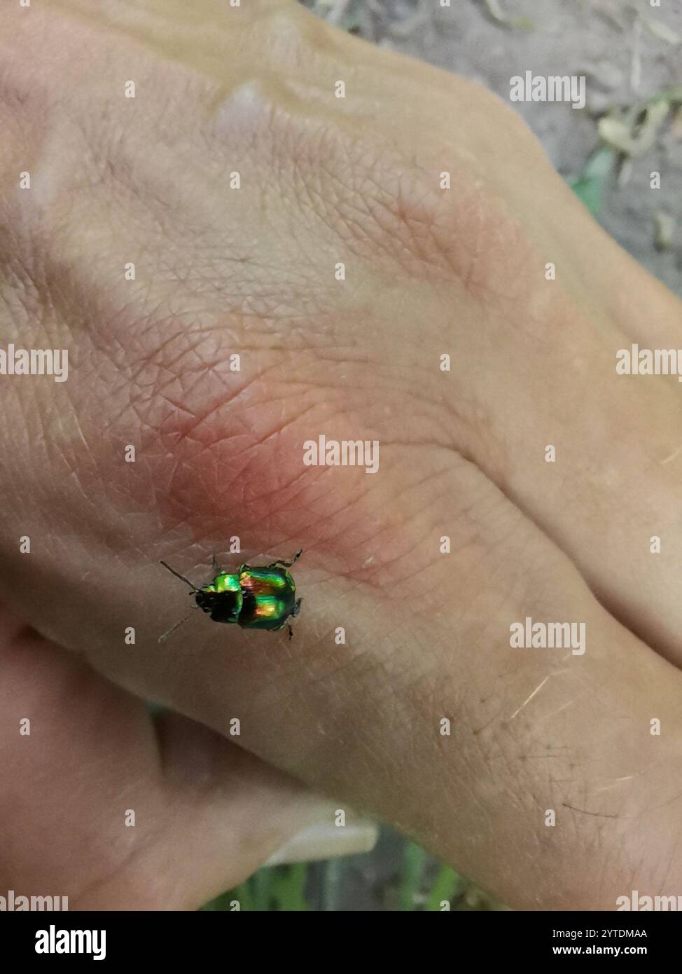 Dead-nettle Leaf Beetle (Fasta fastuosa Stock Photo - Alamy