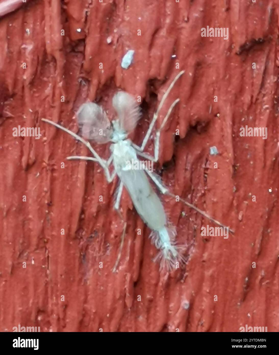 Phantom Midges (Chaoboridae Stock Photo - Alamy