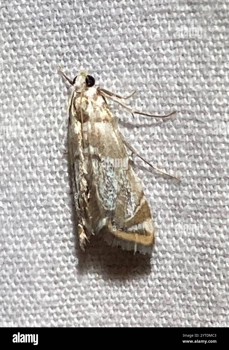 China-mark Moths (Acentropinae Stock Photo - Alamy