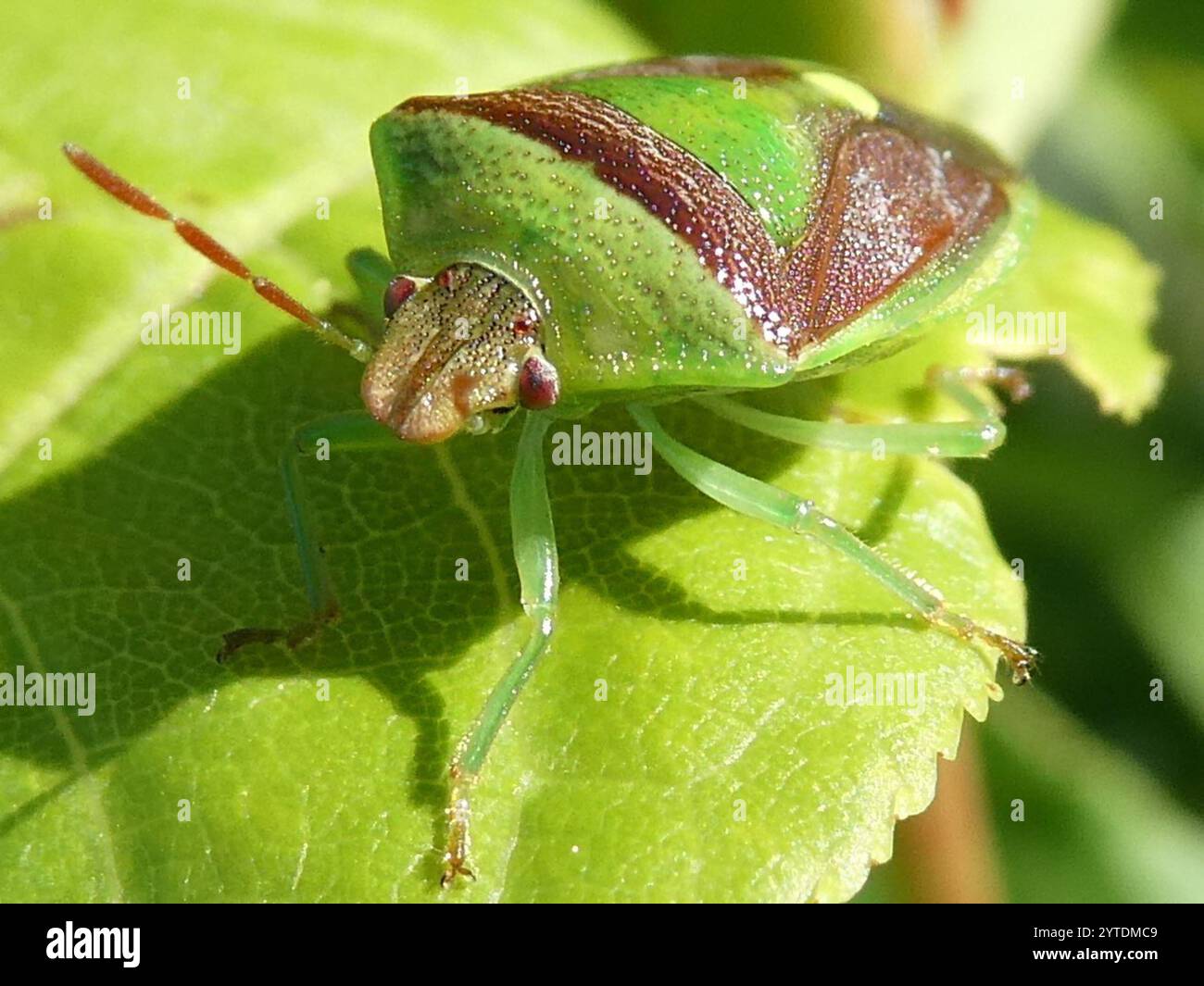 Green Burgundy Stink Bug (Banasa dimidiata Stock Photo - Alamy