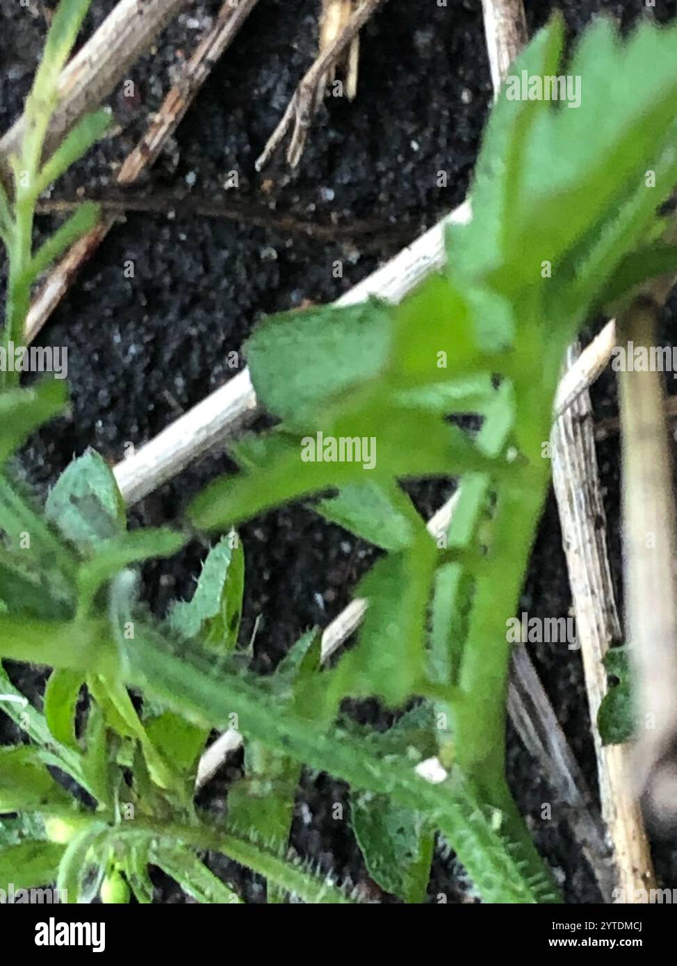 wavy bittercress (Cardamine flexuosa Stock Photo - Alamy