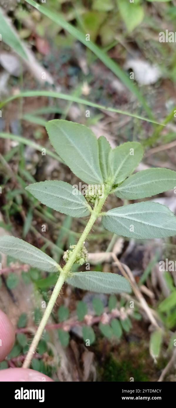 Asthma plant (Euphorbia hirta Stock Photo - Alamy