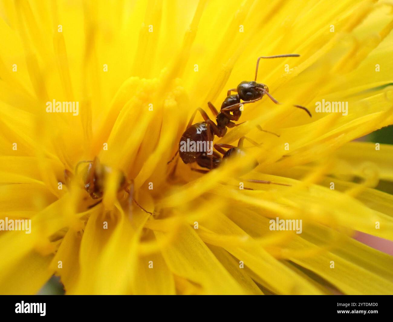 New World Black Ant (Formica neogagates Stock Photo - Alamy