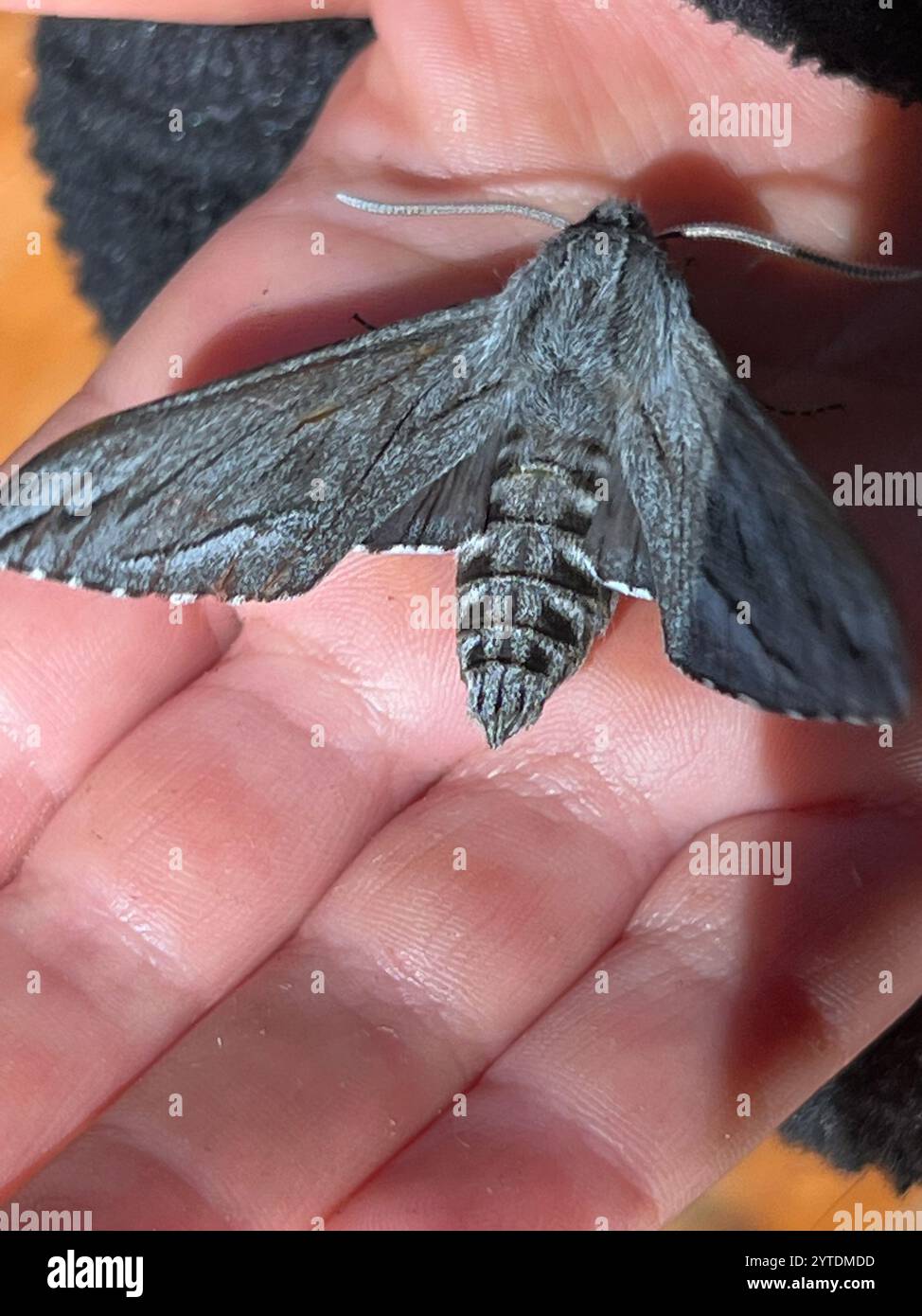 Great Ash Sphinx (Sphinx chersis Stock Photo - Alamy