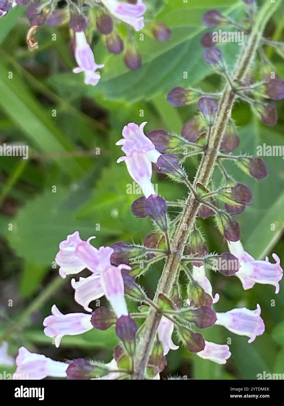 Piccadill hi-res stock photography and images - Alamy