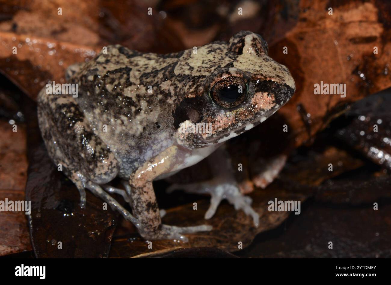 Common Squeaker (Arthroleptis stenodactylus Stock Photo - Alamy