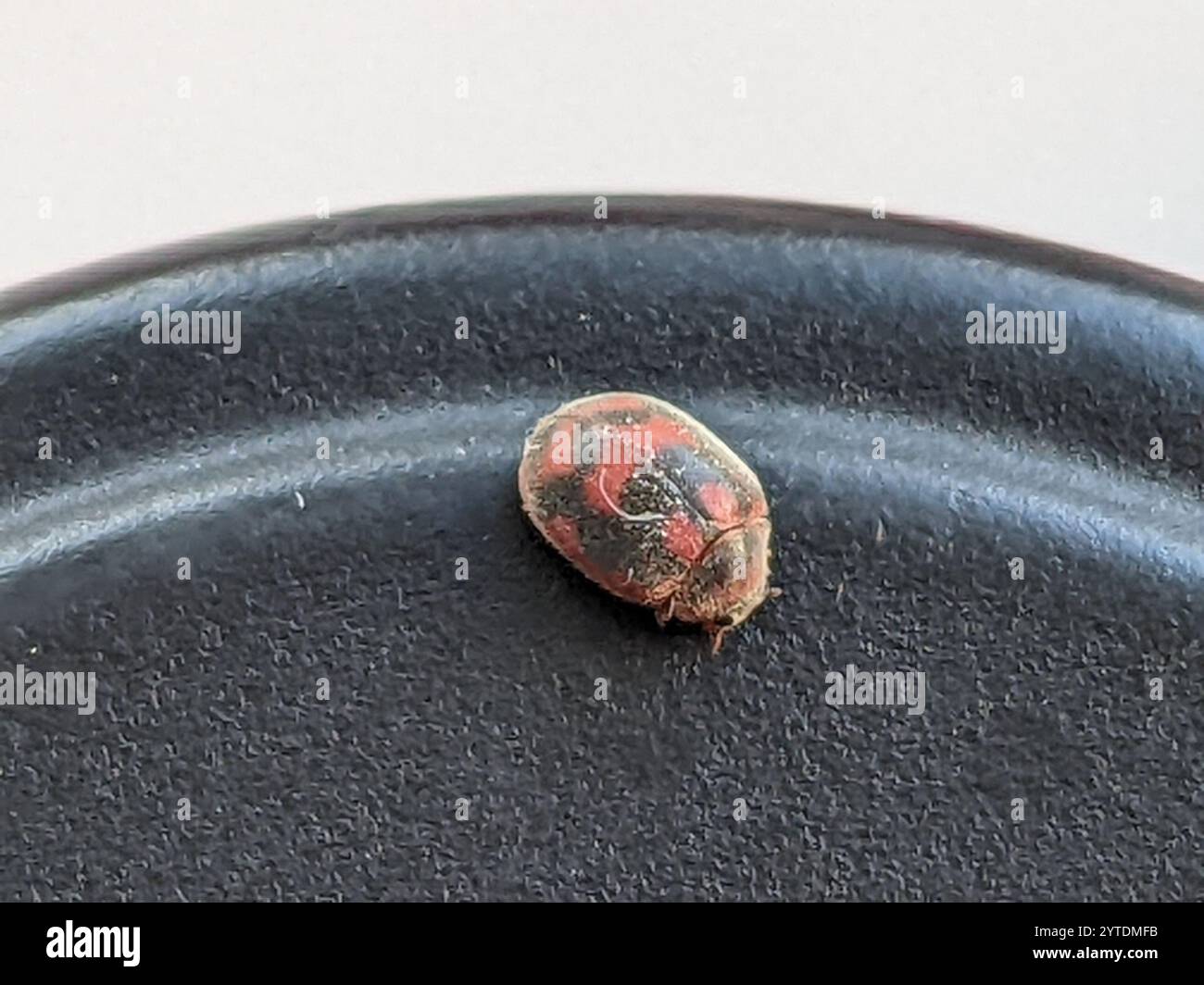 Vedalia beetle hi-res stock photography and images - Alamy
